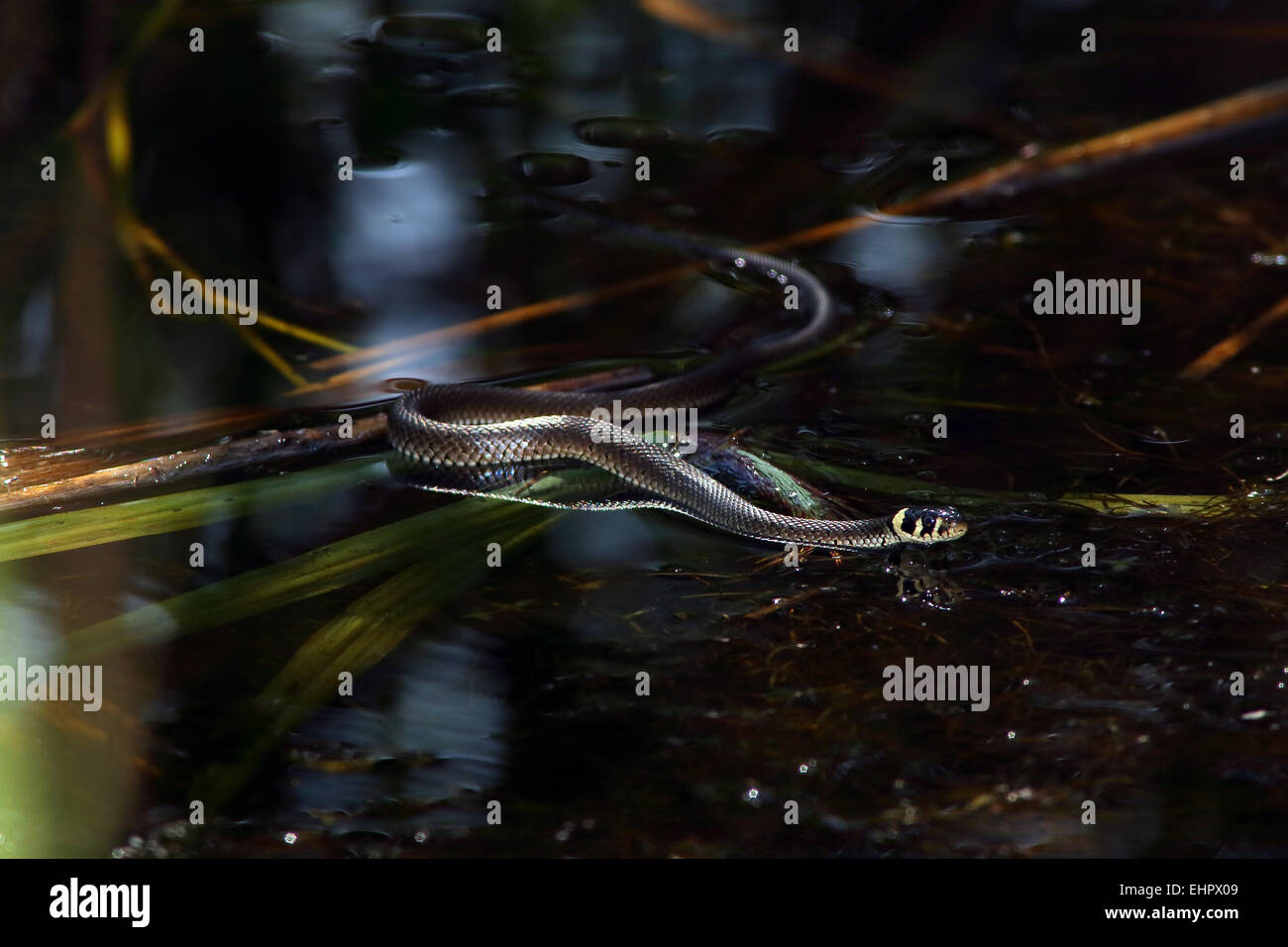 Ringelnatter natrix natrix grass snake immagini e fotografie stock ad ...