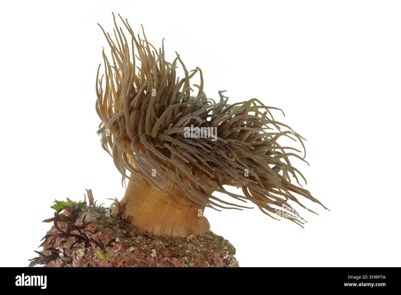 Anemonia sulcata immagini e fotografie stock ad alta risoluzione - Alamy