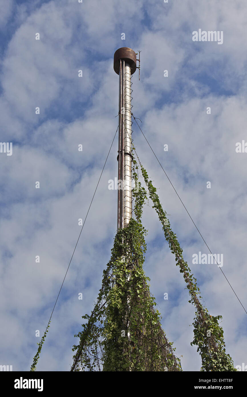 Pianta intrecciata immagini e fotografie stock ad alta risoluzione - Alamy