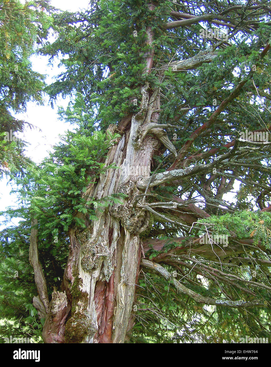 Albero di tasso immagini e fotografie stock ad alta risoluzione ...