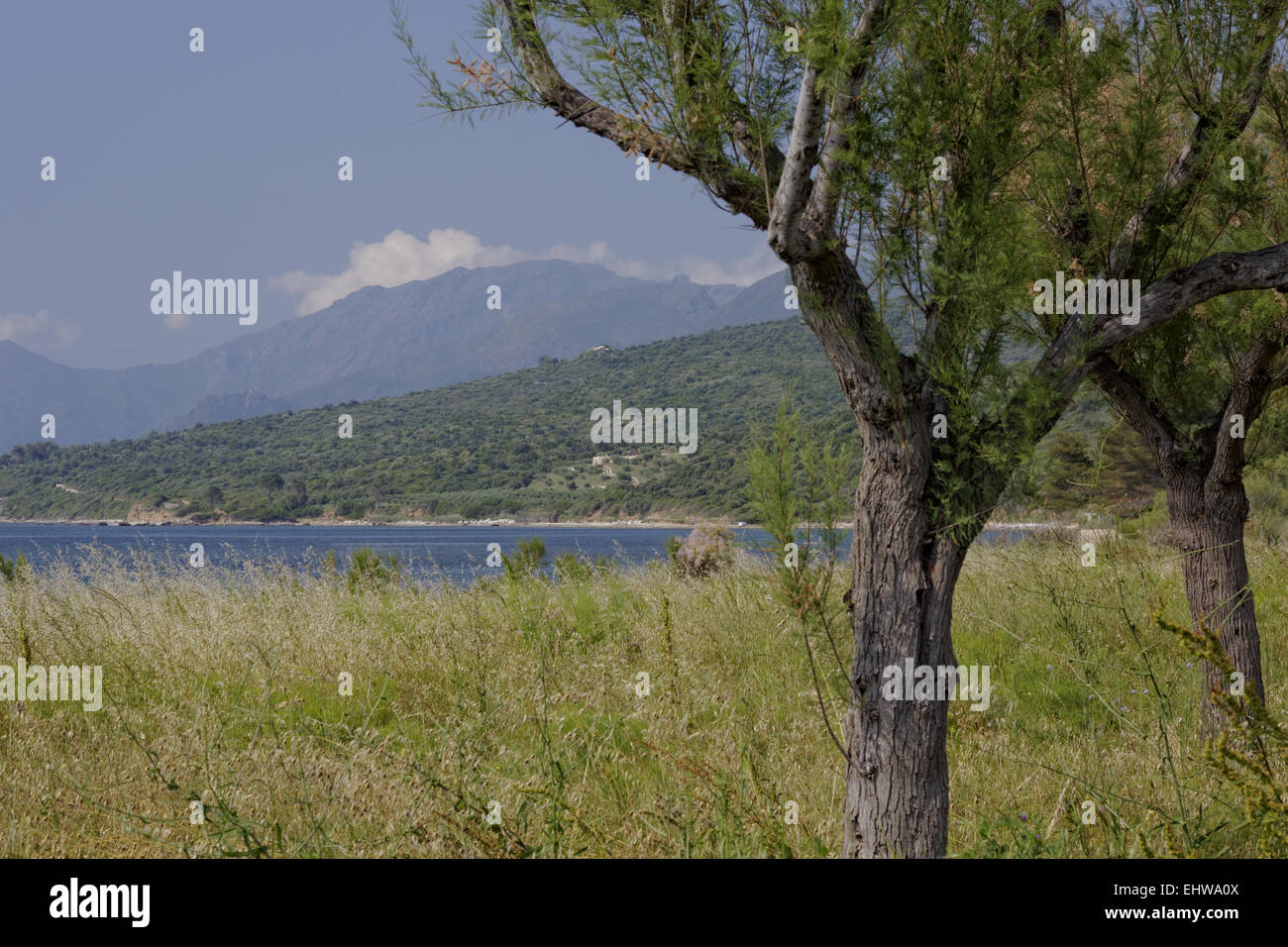 Albero di tamerici immagini e fotografie stock ad alta risoluzione - Alamy