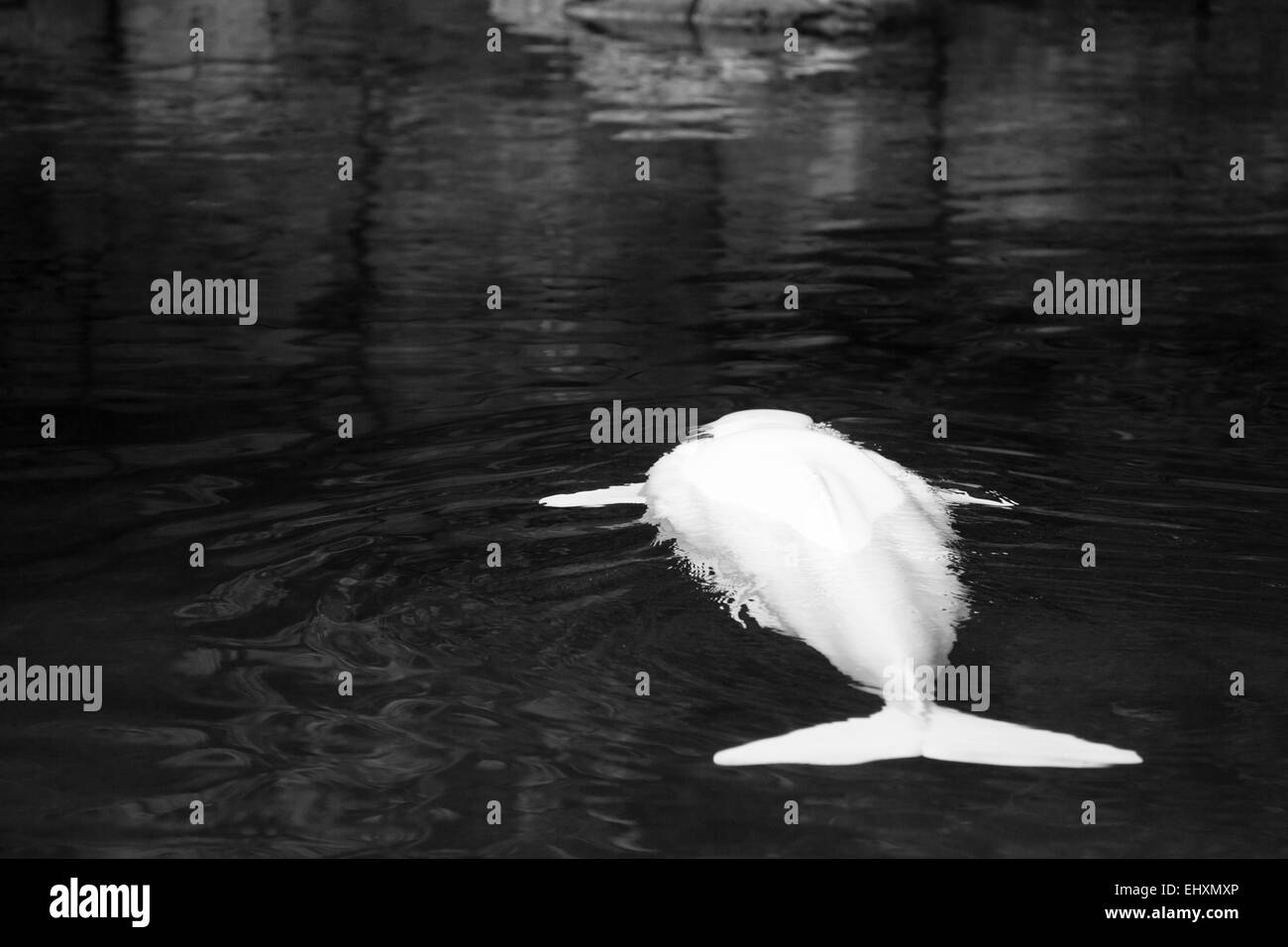 Acquario di balena bianca di vancouver immagini e fotografie stock ad ...