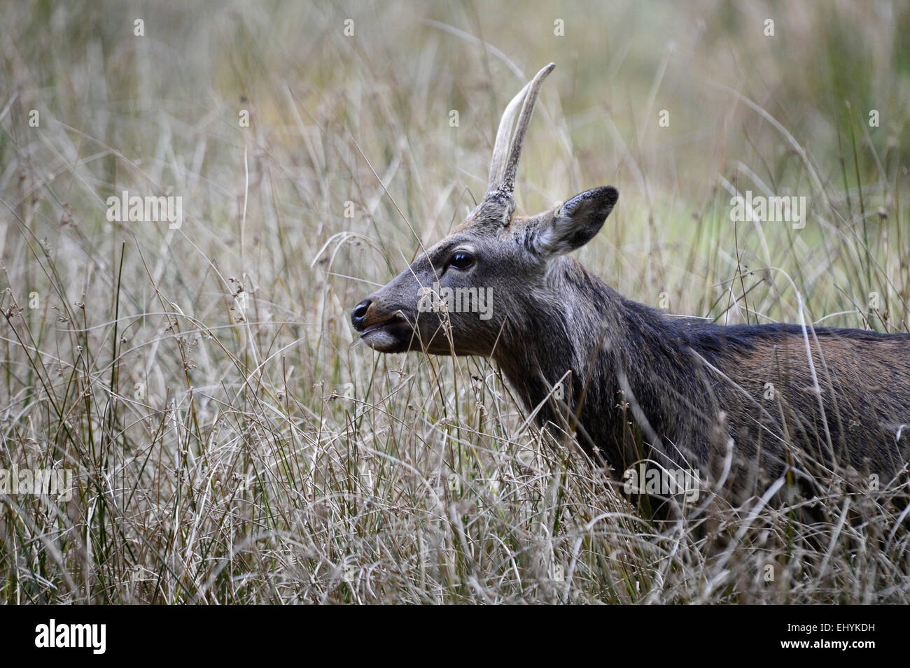 Cervo asiatico immagini e fotografie stock ad alta risoluzione - Alamy