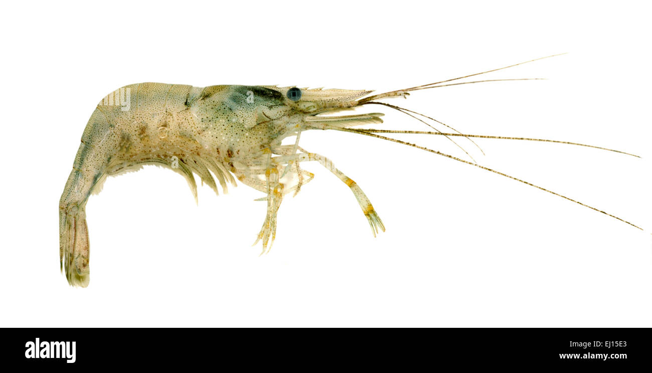 Palaemon adspersus immagini e fotografie stock ad alta risoluzione - Alamy