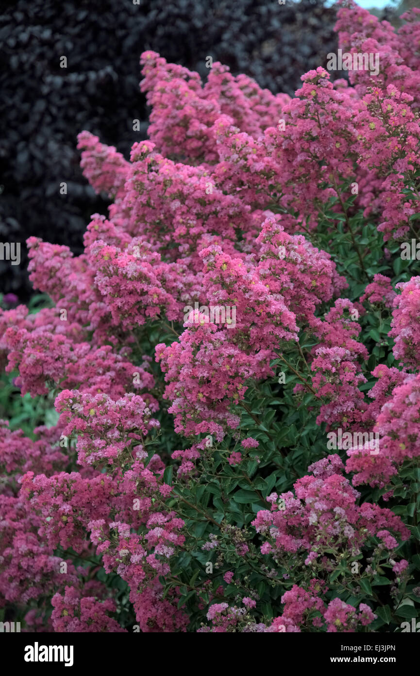 Lagerstroemia indica immagini e fotografie stock ad alta risoluzione ...