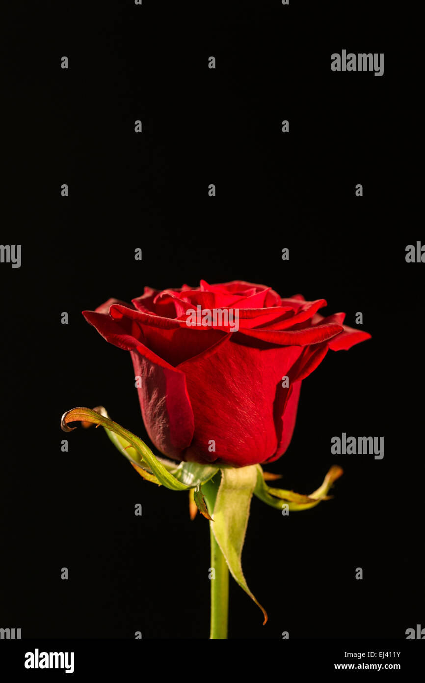 La rosa rossa immagini e fotografie stock ad alta risoluzione - Alamy