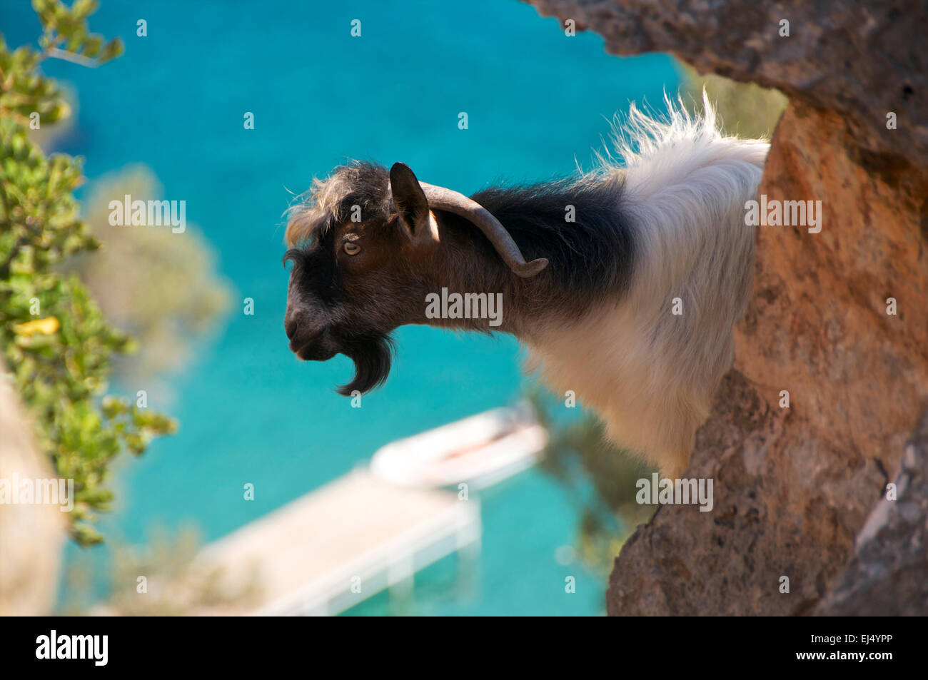 Capra di mare immagini e fotografie stock ad alta risoluzione - Alamy