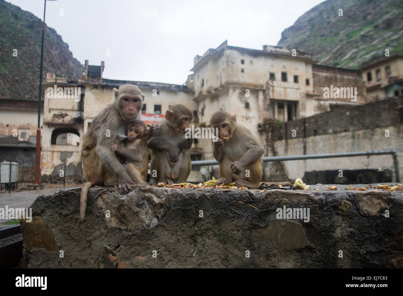 Scimmie rhesus macaques immagini e fotografie stock ad alta risoluzione ...