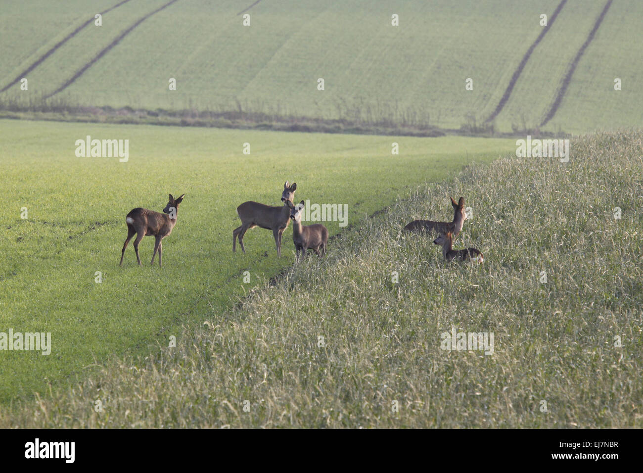 Branco di cervi immagini e fotografie stock ad alta risoluzione - Alamy