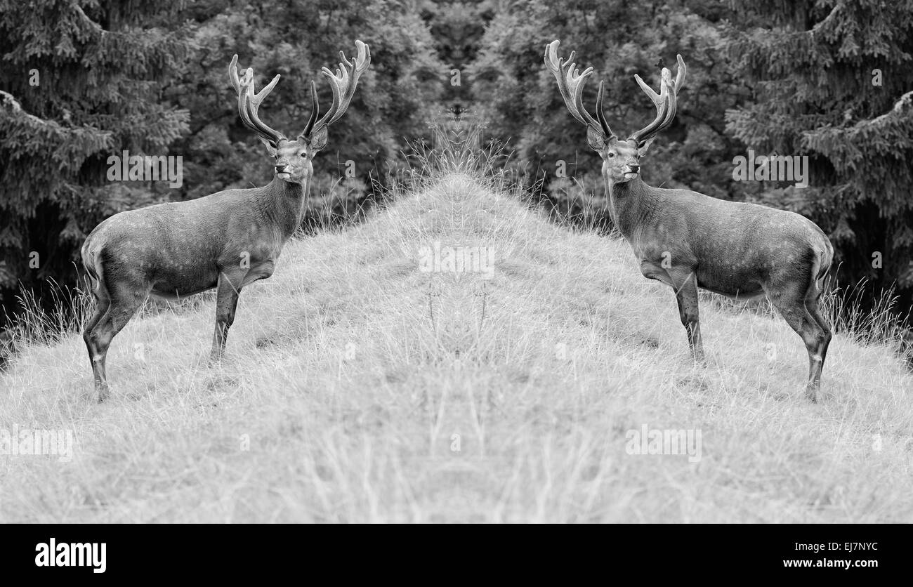 Cervo bianco nero immagini e fotografie stock ad alta risoluzione - Alamy