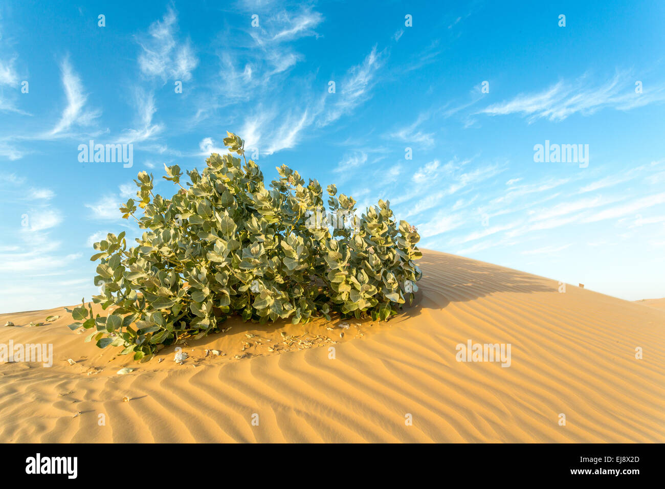Arido arido arido immagini e fotografie stock ad alta risoluzione - Alamy