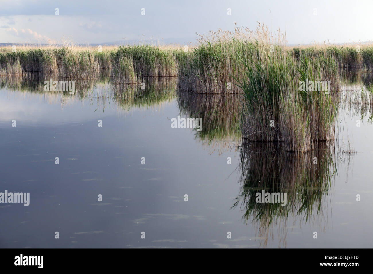 Nationalpark neusiedler see immagini e fotografie stock ad alta ...
