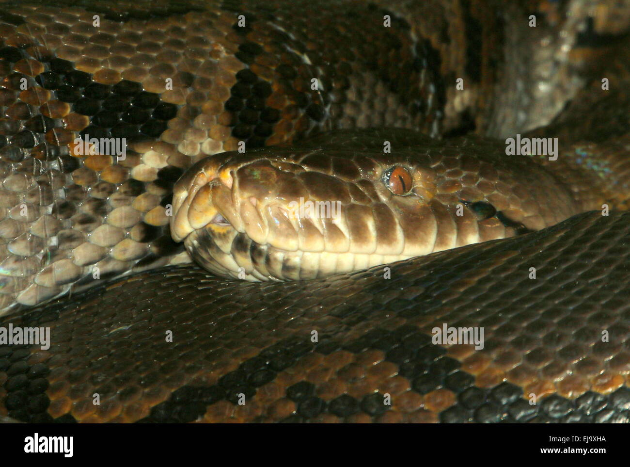 Asiatico pitone reticolato (Broghammerus reticulatus, Malayopython reticulatus, Python ...