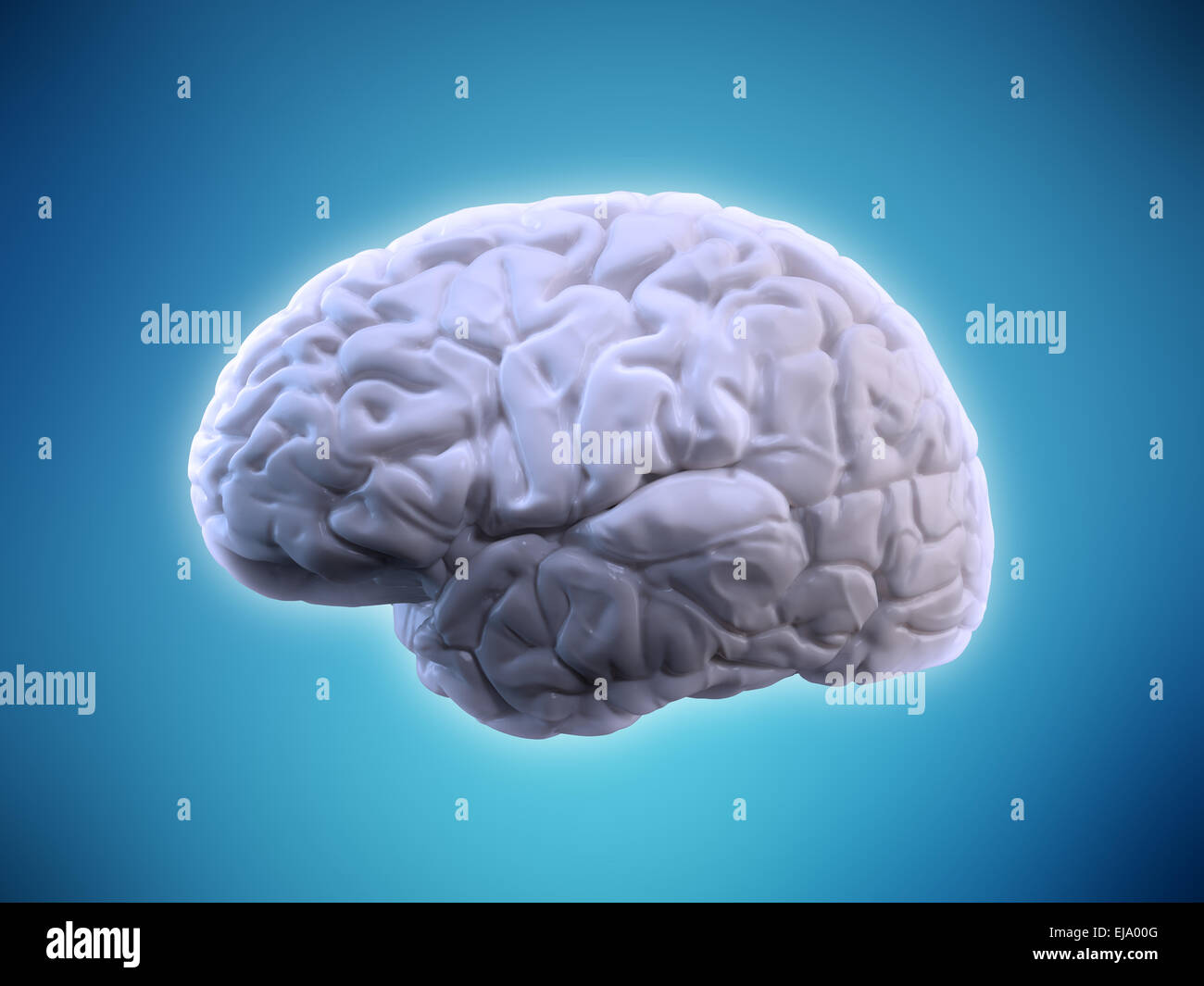 Anatomia del cervello umano immagini e fotografie stock ad alta ...