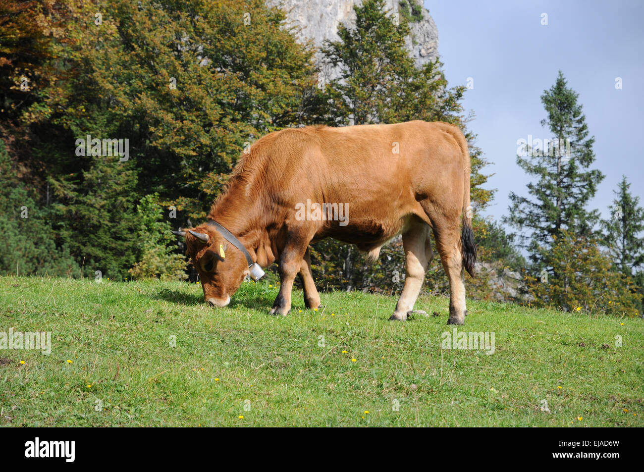 Bue alp immagini e fotografie stock ad alta risoluzione - Alamy