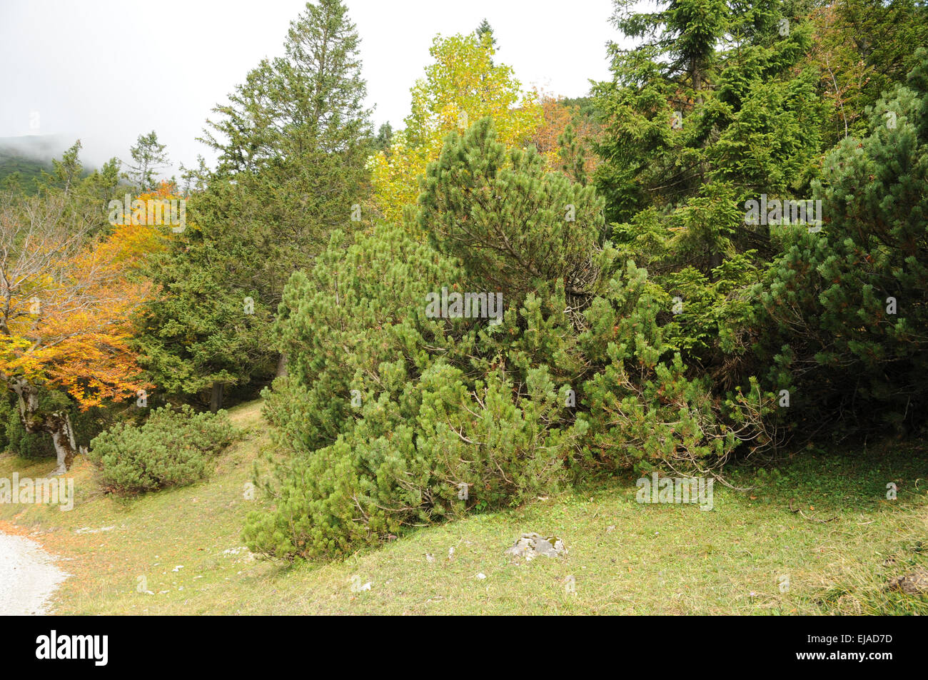 Pini montani svizzeri immagini e fotografie stock ad alta risoluzione ...