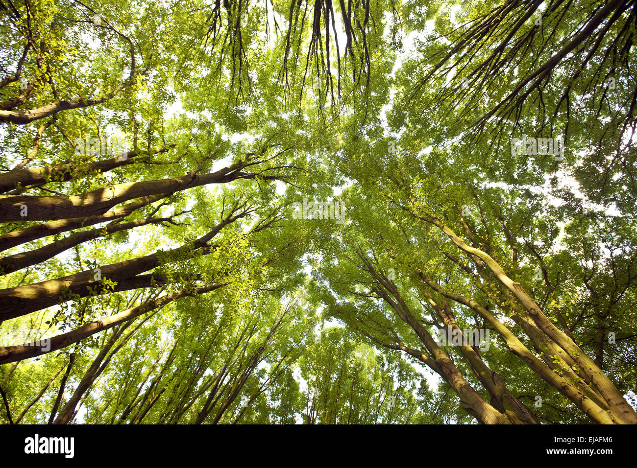 Carpino europeo o comune immagini e fotografie stock ad alta ...