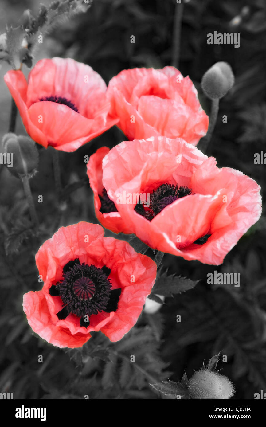 Sfondo rosso papavero nero immagini e fotografie stock ad alta ...