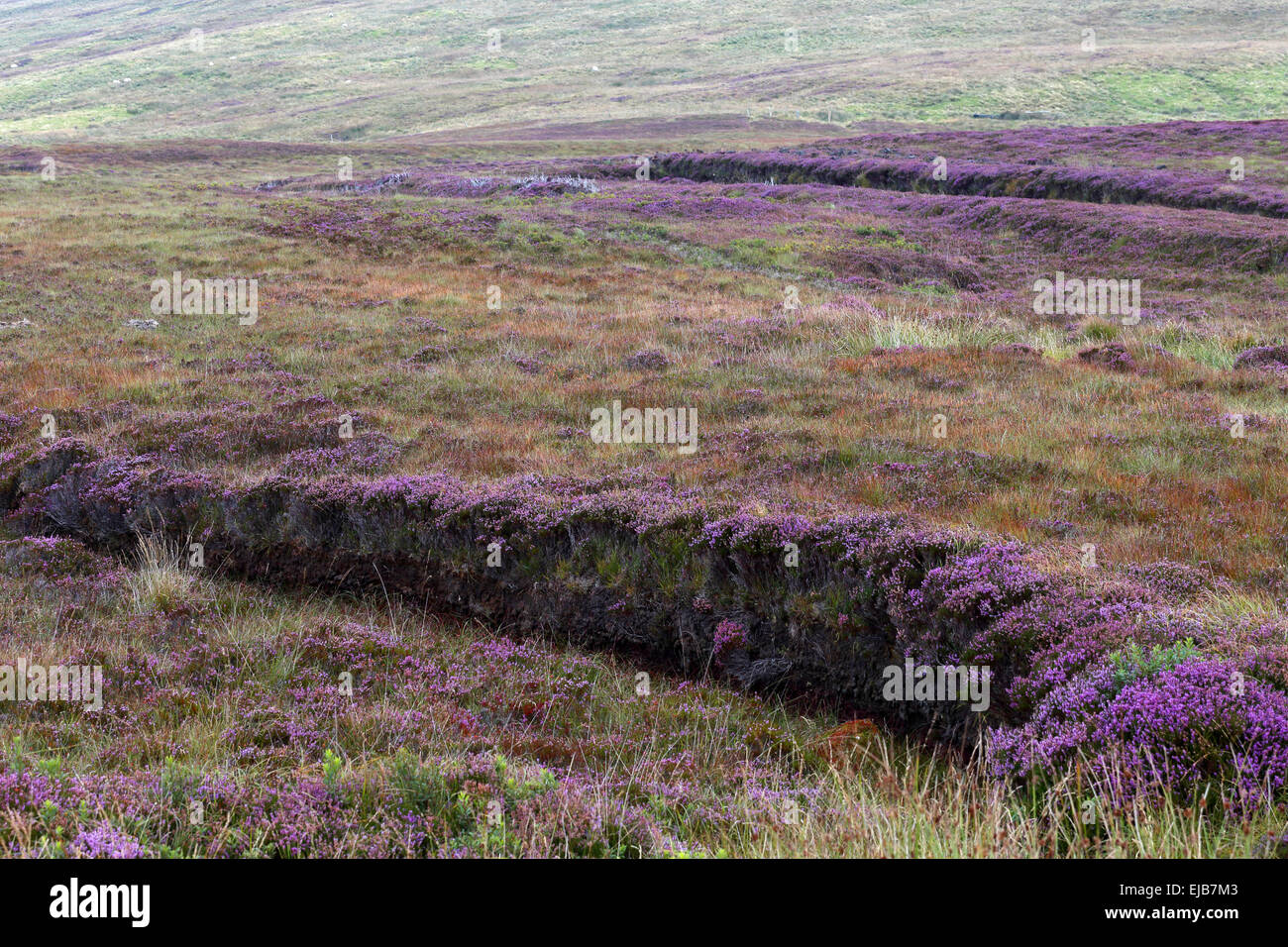 Torbiera della scozia immagini e fotografie stock ad alta risoluzione ...