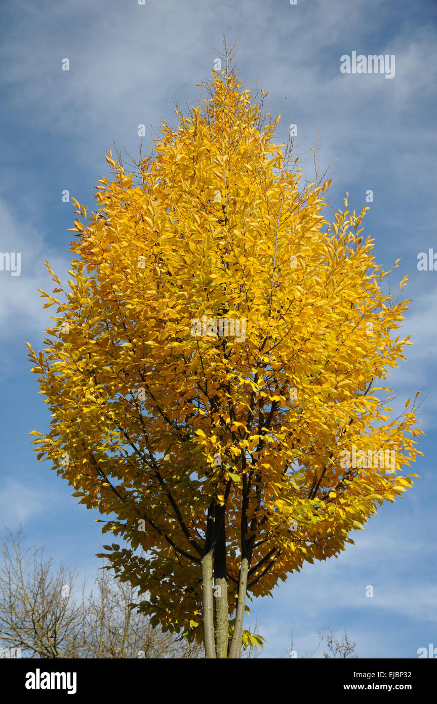 Fastigiate alberi di carpino immagini e fotografie stock ad alta ...