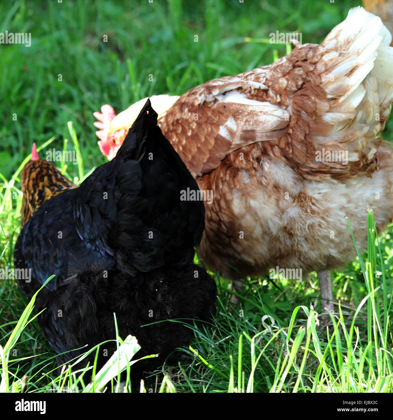 Gallo gallus domesticus con galline immagini e fotografie stock ad alta ...