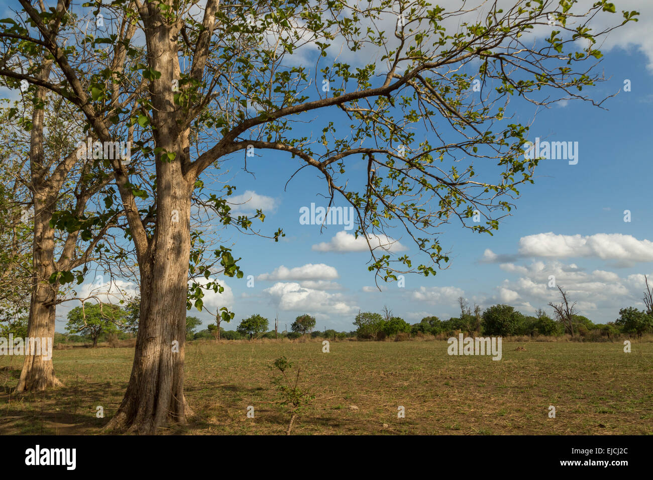 Alberi nel prato immagini e fotografie stock ad alta risoluzione - Alamy