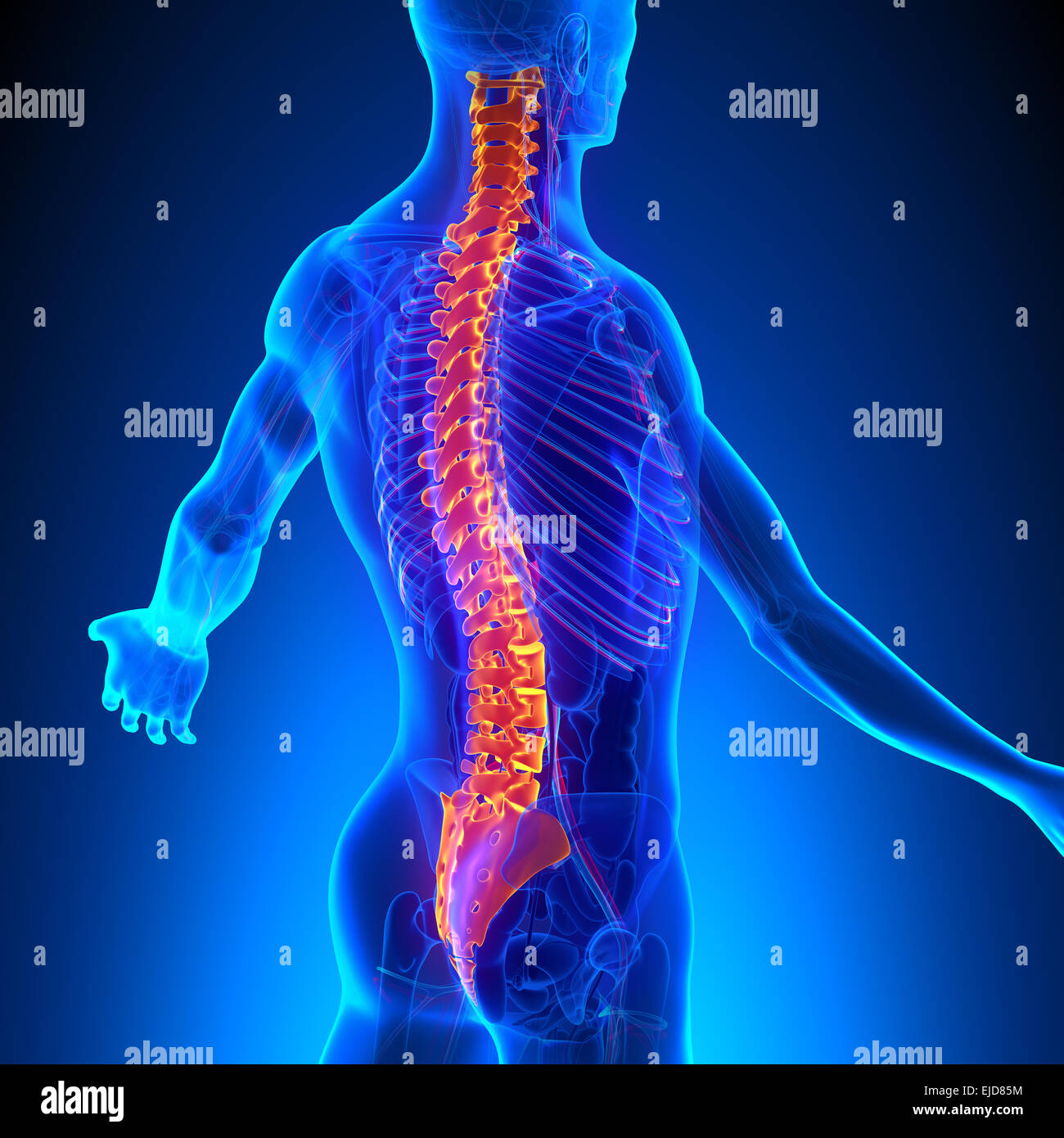 Vertebre cervicale schema immagini e fotografie stock ad alta ...