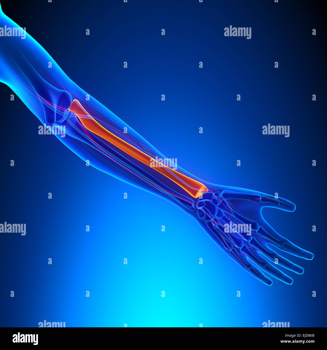 Anatomia ossea del raggio immagini e fotografie stock ad alta ...