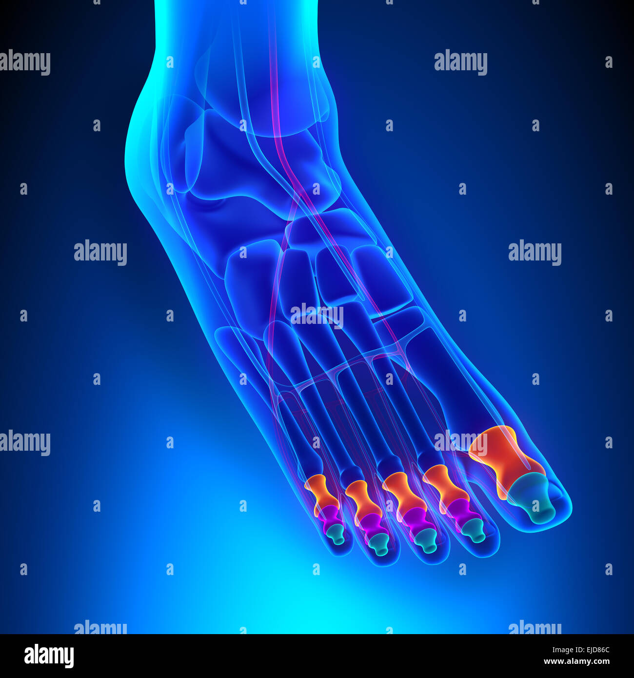 Anatomia delle falangi immagini e fotografie stock ad alta risoluzione ...