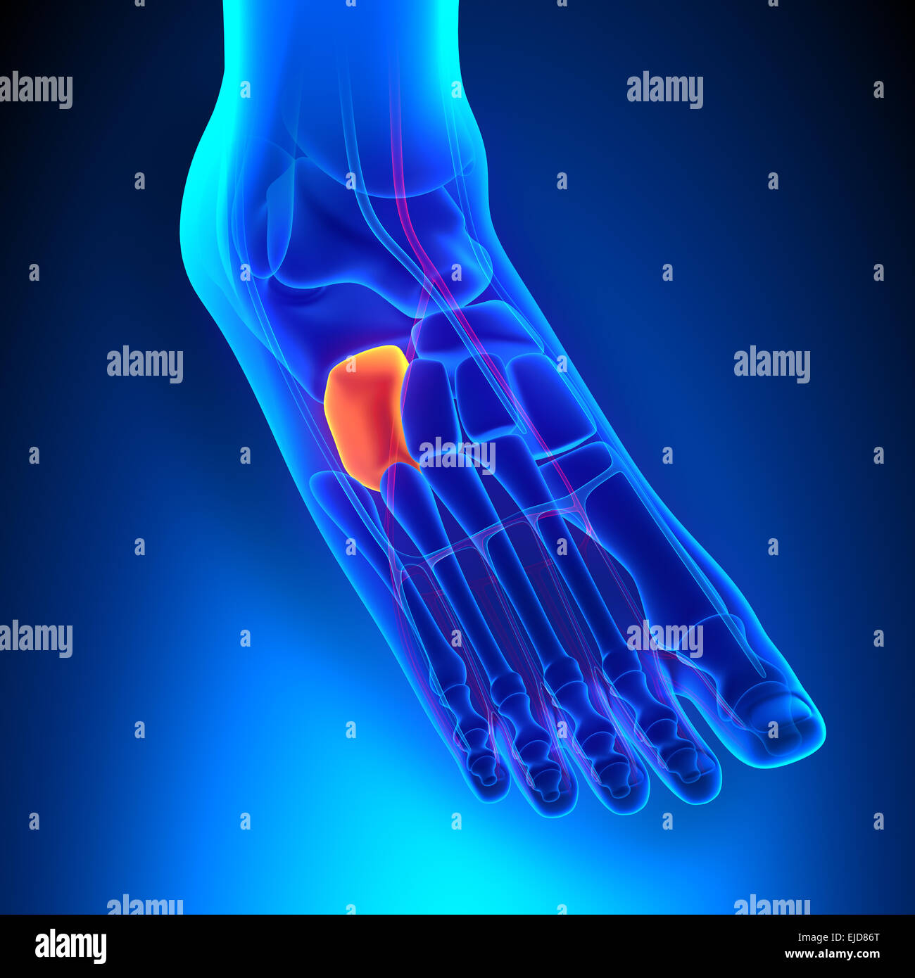 Cuboide anatomia ossea con sistema circolatorio Foto stock - Alamy