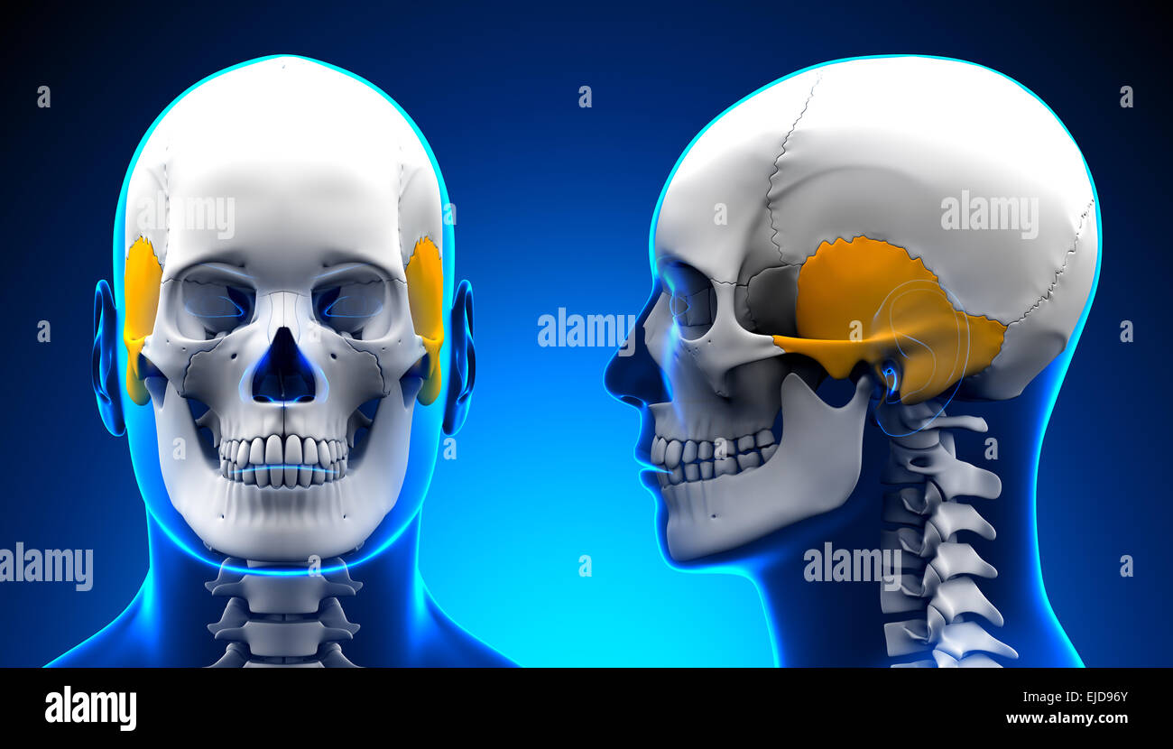 Maschi di osso temporale anatomia del cranio - Concetto di blu Foto ...