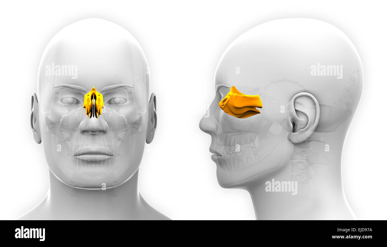 Maschio di sinusite etmoide cranio anatomia - isolato su bianco Foto ...