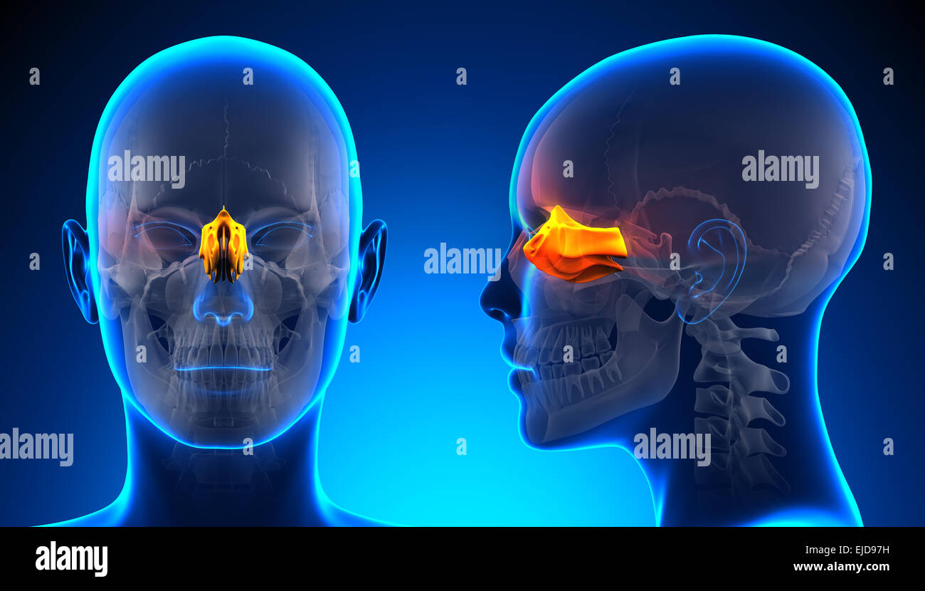 Sinusite etmoide femmina anatomia del cranio - Concetto di blu Foto ...