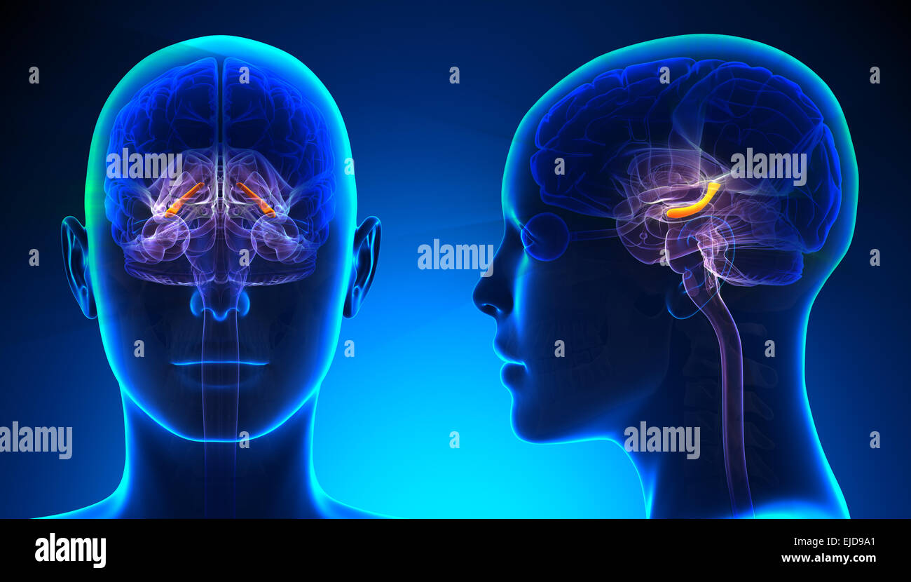 Ippocampo femmina anatomia cerebrale - Concetto di blu Foto stock - Alamy