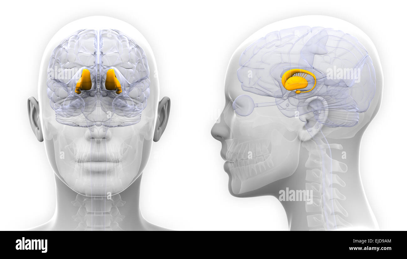 Talamo anatomia immagini e fotografie stock ad alta risoluzione - Alamy