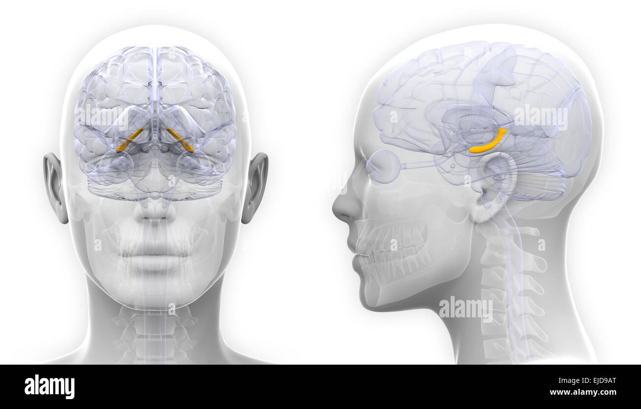 Ippocampo femmina anatomia cerebrale - isolato su bianco Foto stock - Alamy
