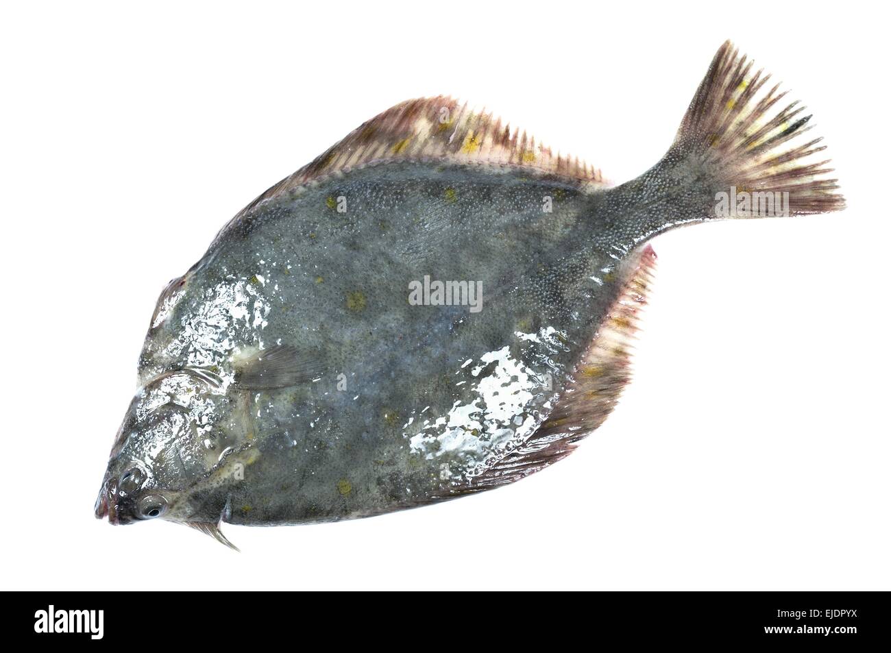 Pesce passera immagini e fotografie stock ad alta risoluzione - Alamy