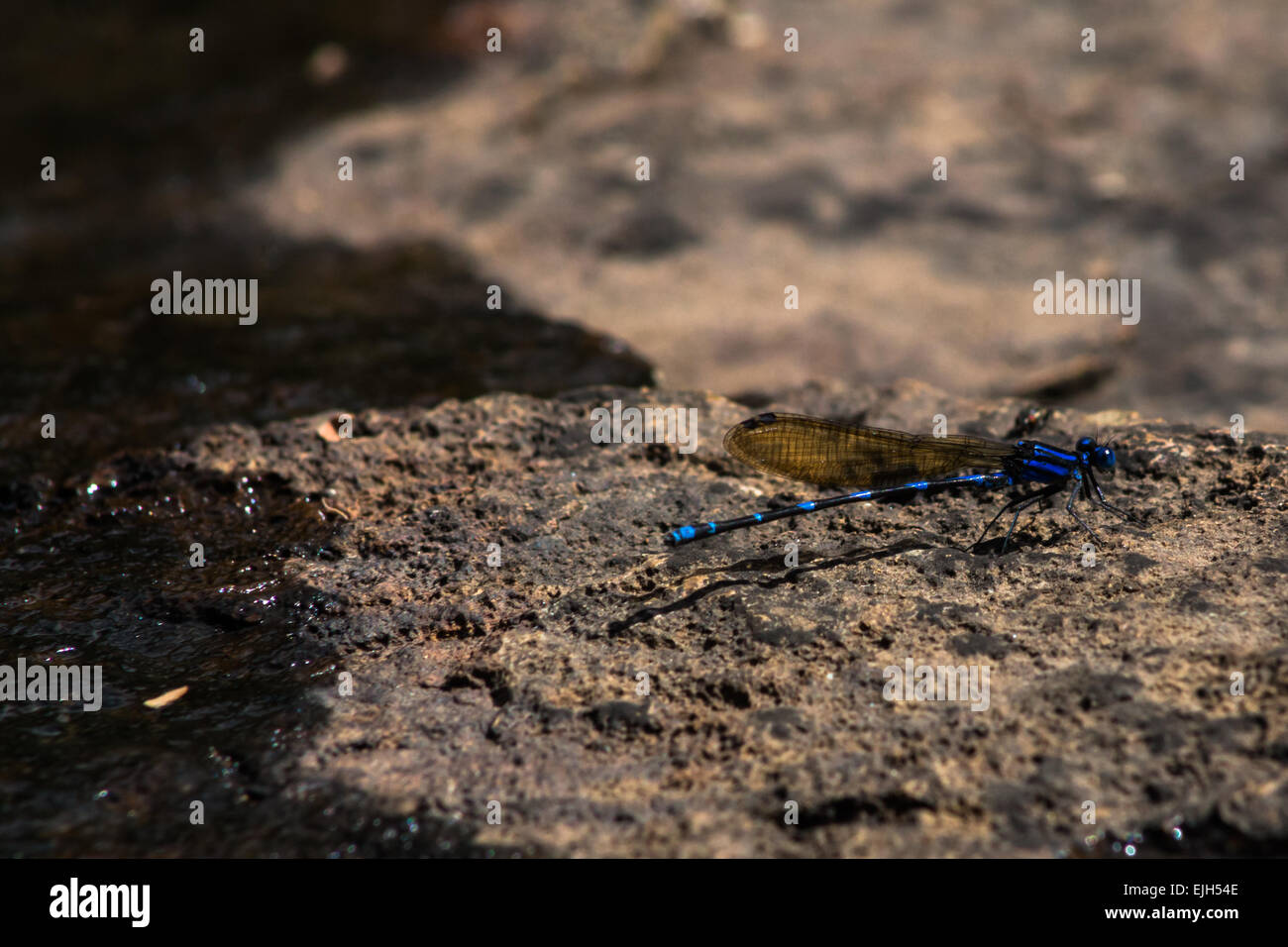 Ciclo di vita della libellula immagini e fotografie stock ad alta ...
