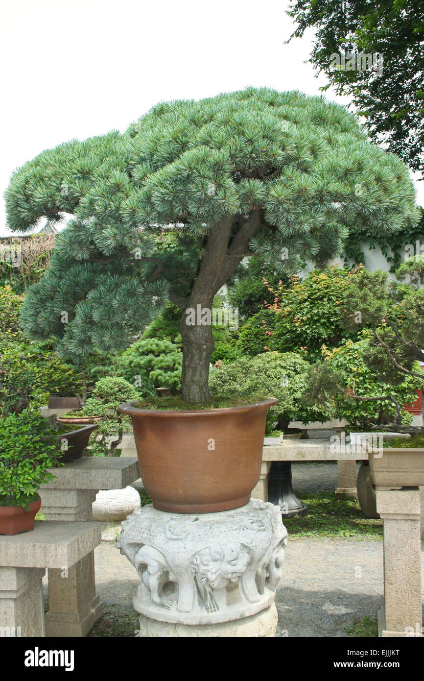 Bonsai di cedro immagini e fotografie stock ad alta risoluzione - Alamy