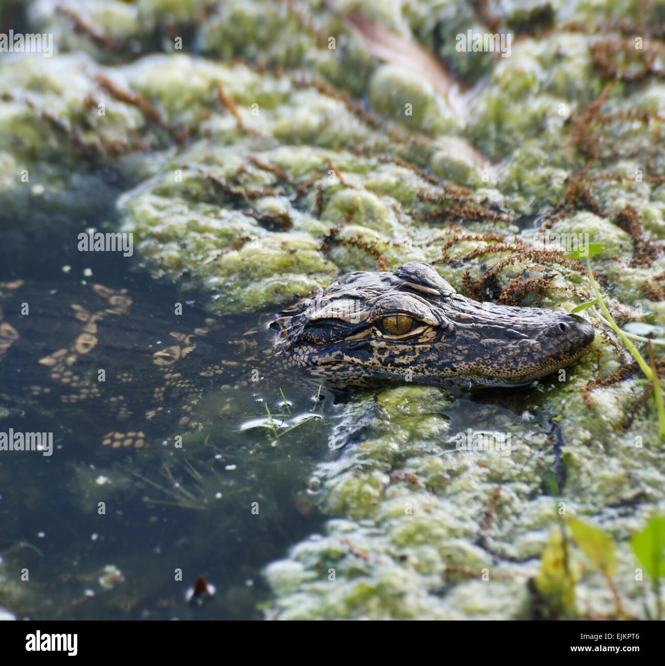 Stagno delle paludi immagini e fotografie stock ad alta risoluzione - Alamy