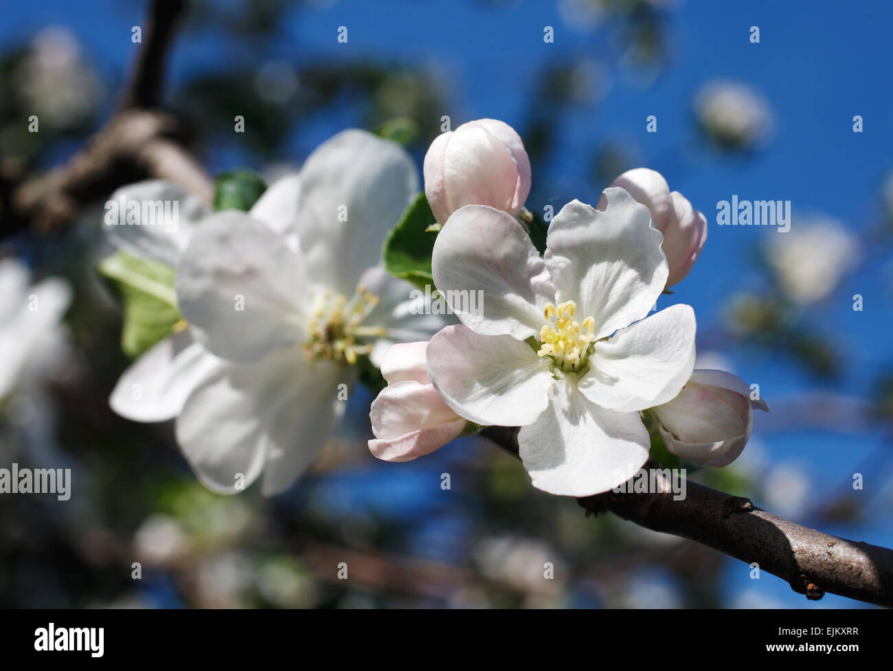 Ramo di melo in fiore immagini e fotografie stock ad alta risoluzione ...
