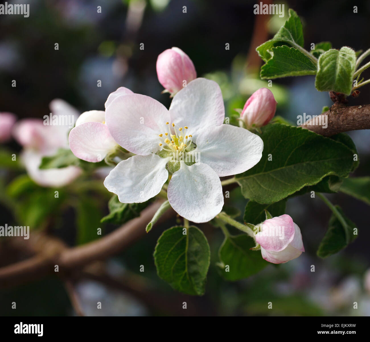 Ramo di melo in fiore immagini e fotografie stock ad alta risoluzione ...