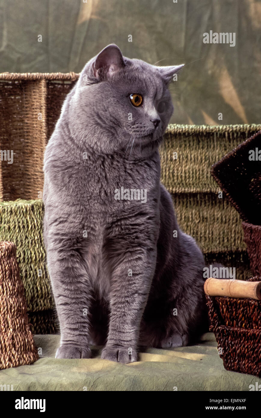 British short hair immagini e fotografie stock ad alta risoluzione - Alamy