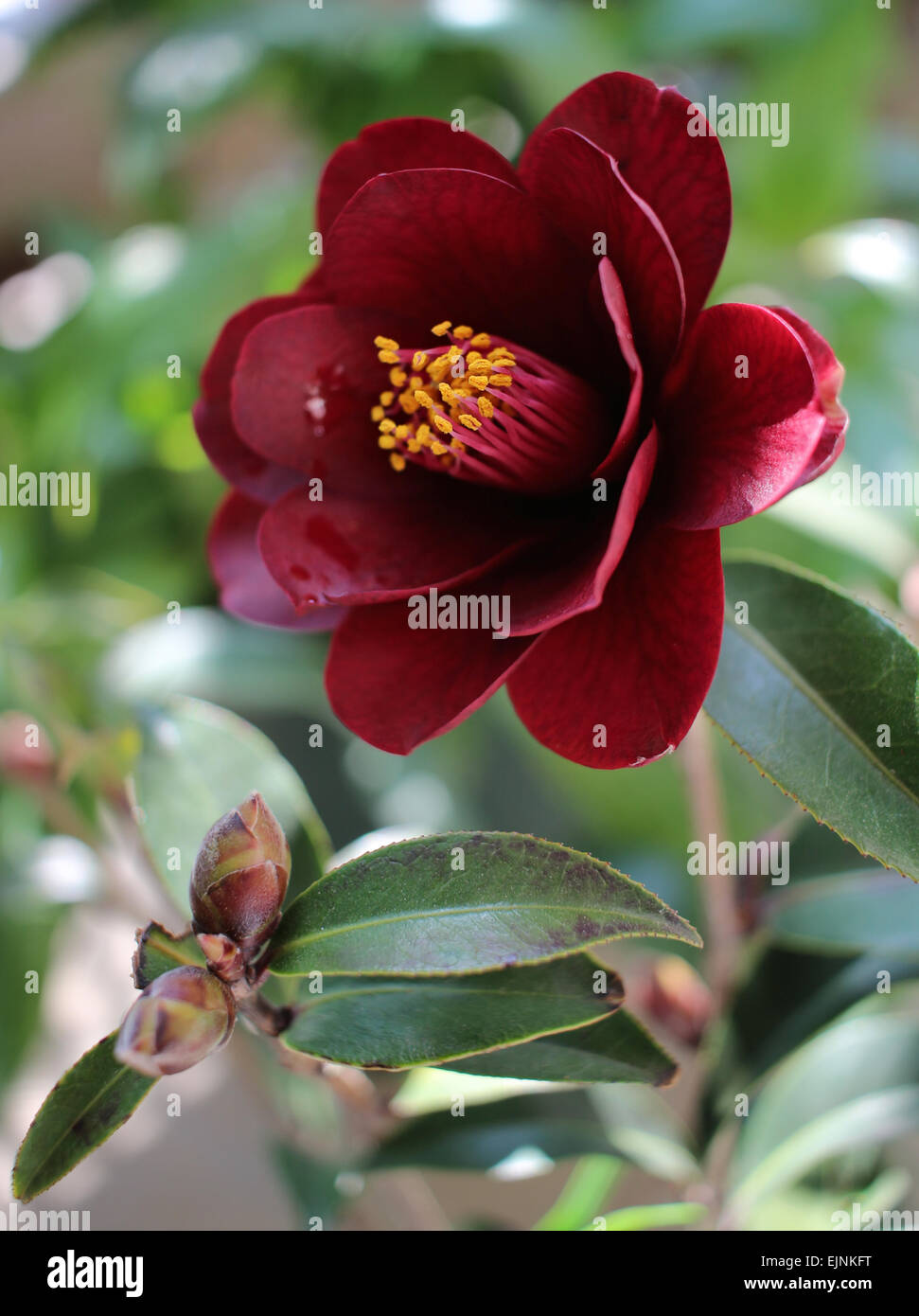 Colore granata immagini e fotografie stock ad alta risoluzione - Alamy