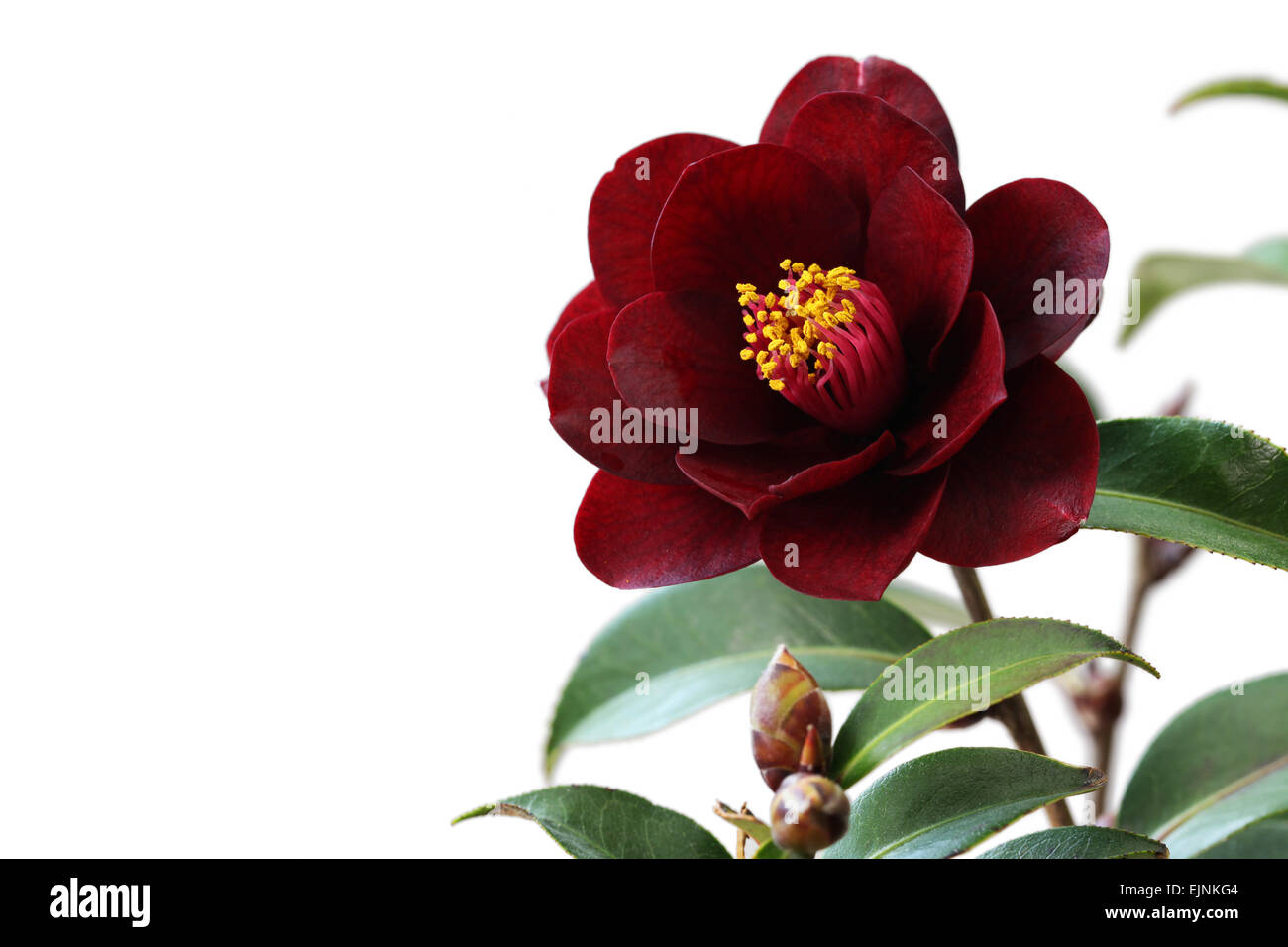 Colore granata immagini e fotografie stock ad alta risoluzione - Alamy