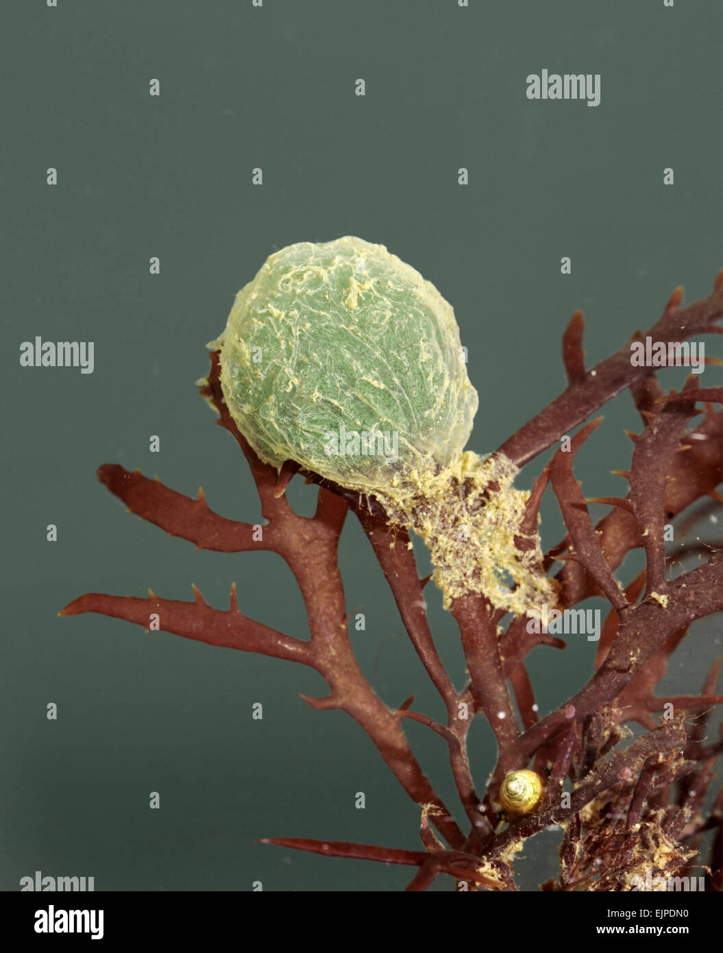 Phylum marino immagini e fotografie stock ad alta risoluzione - Alamy