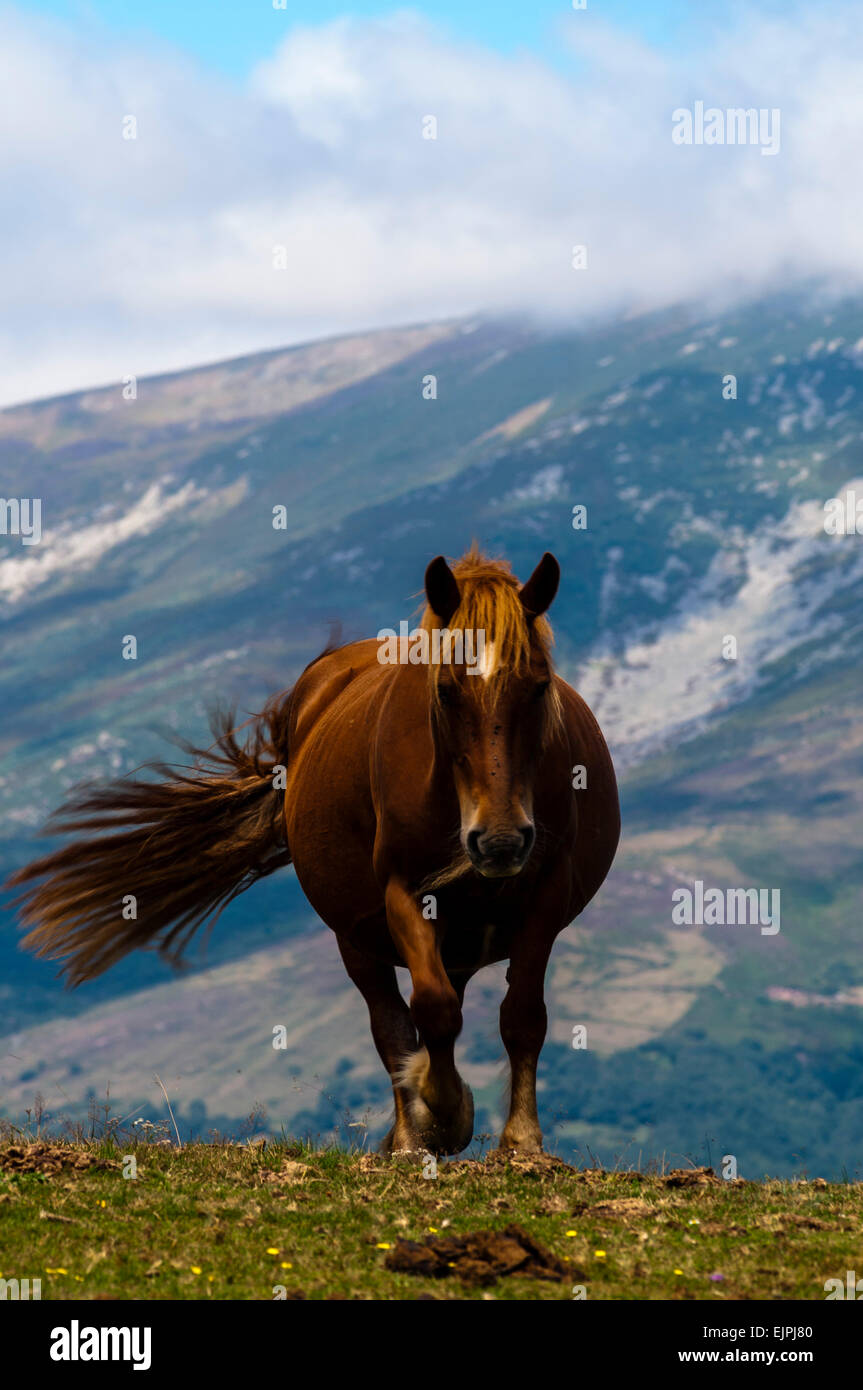 Cavallo cavalli immagini e fotografie stock ad alta risoluzione - Alamy