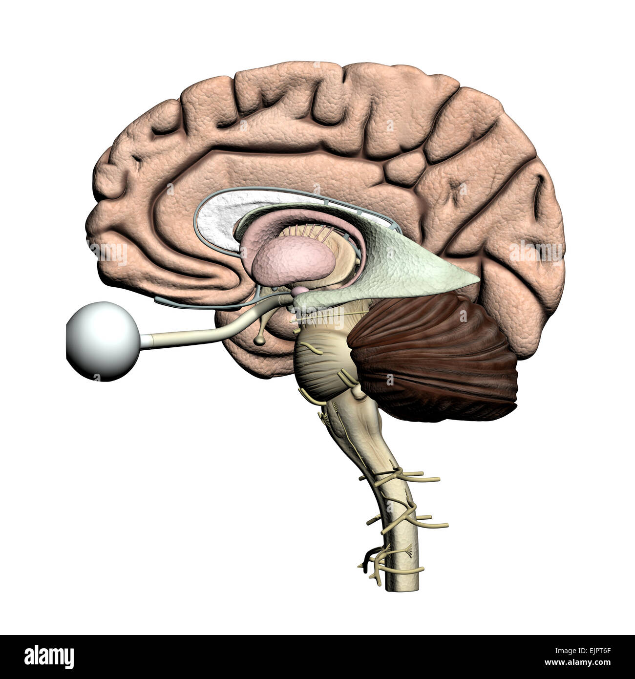 Anatomia del cervello immagini e fotografie stock ad alta risoluzione ...