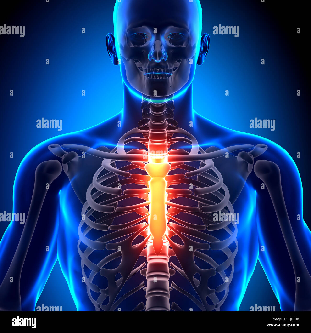 Anatomia dell'osso dello sterno immagini e fotografie stock ad alta ...