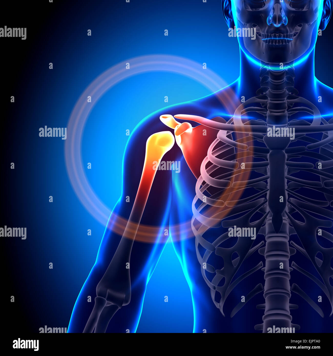 Anatomia della spalla umana immagini e fotografie stock ad alta ...